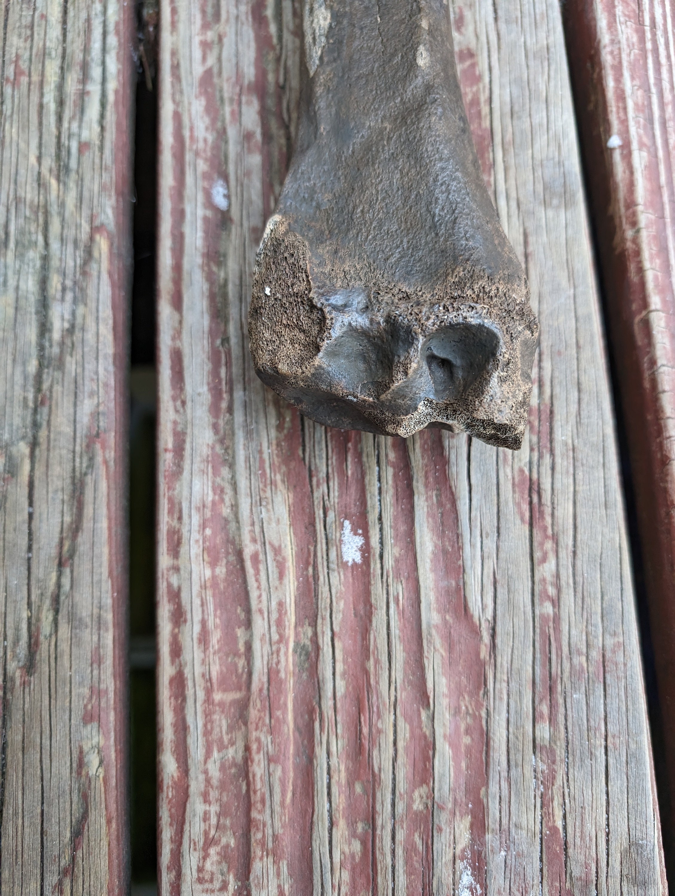 Fossil Pleistocene Bison Femur Bone Ice Age 10,000 to 18,000 Years Old ...