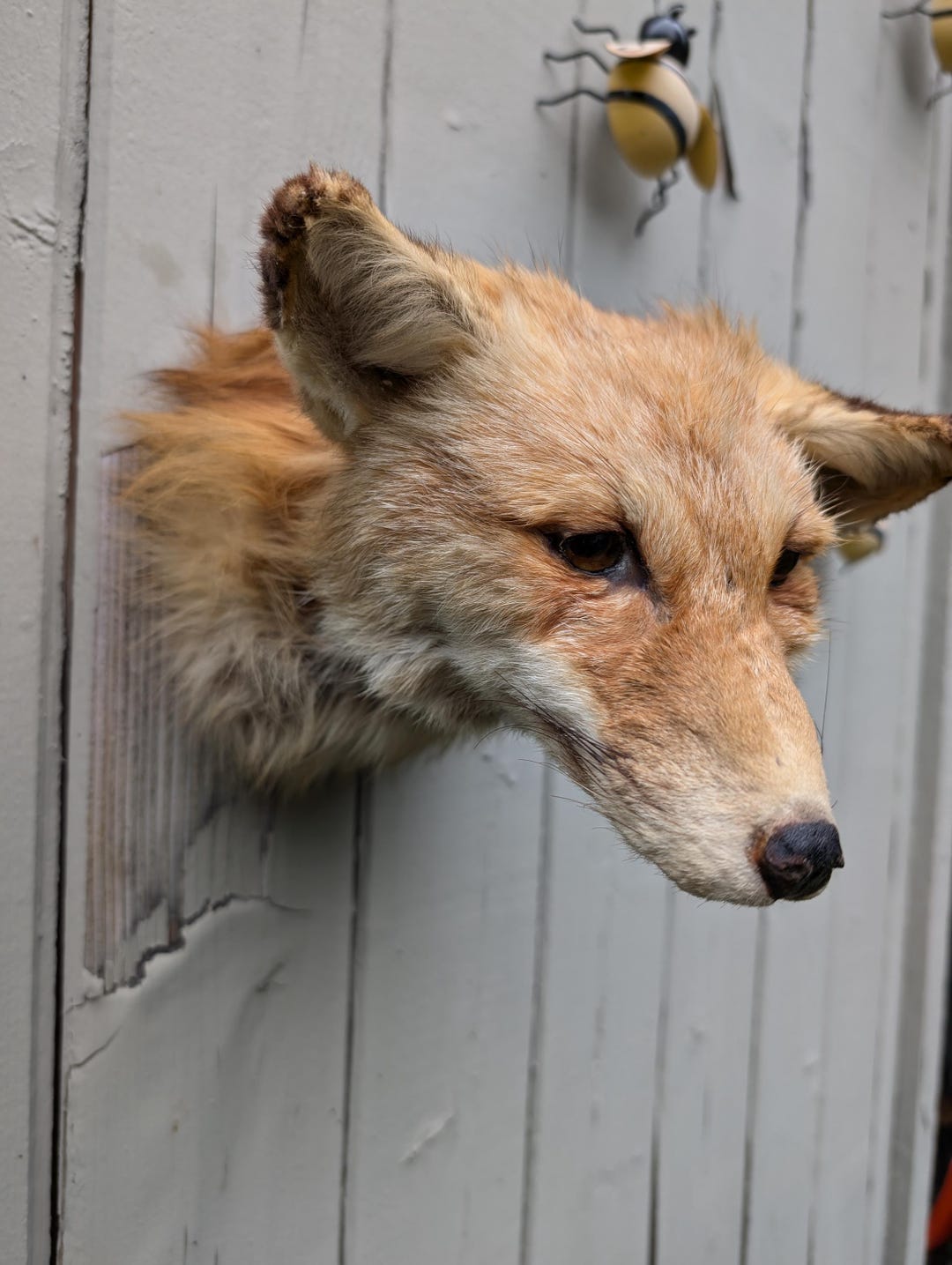 Vintage Taxidermy Red Fox Head Mount - Etsy