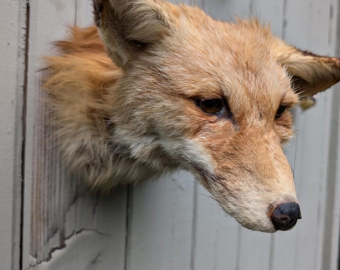 Vintage Taxidermy Red Fox Head Mount - Etsy