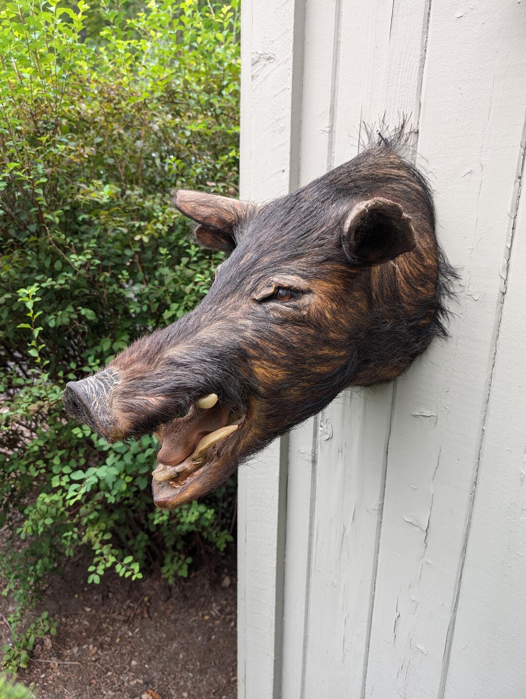 Vintage Taxidermy Wild Boar Head. - Etsy