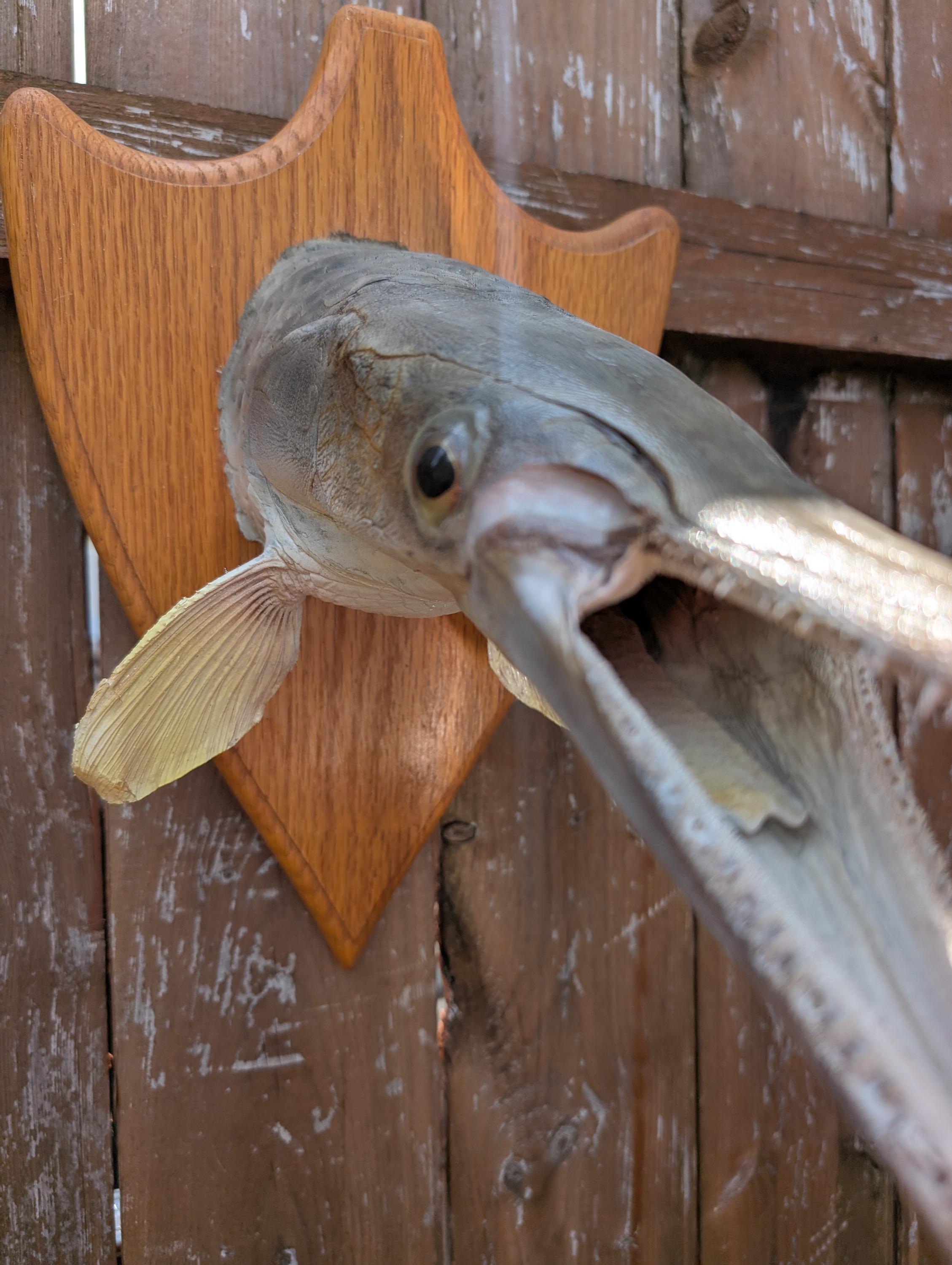 Vintage Taxidermy Alligator Gar Fish Head Real Skin Mount on a Wood ...