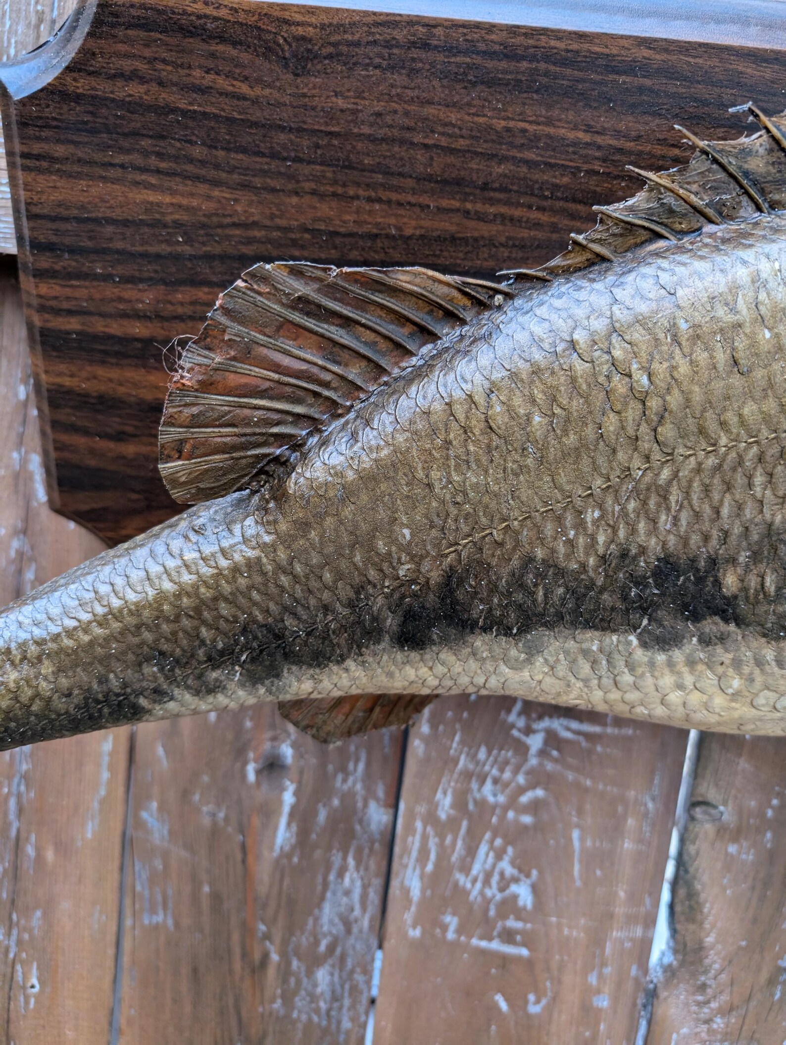 Vintage 1960s Taxidermy Large Mouth Bass Real Skin Mount on a Wood ...