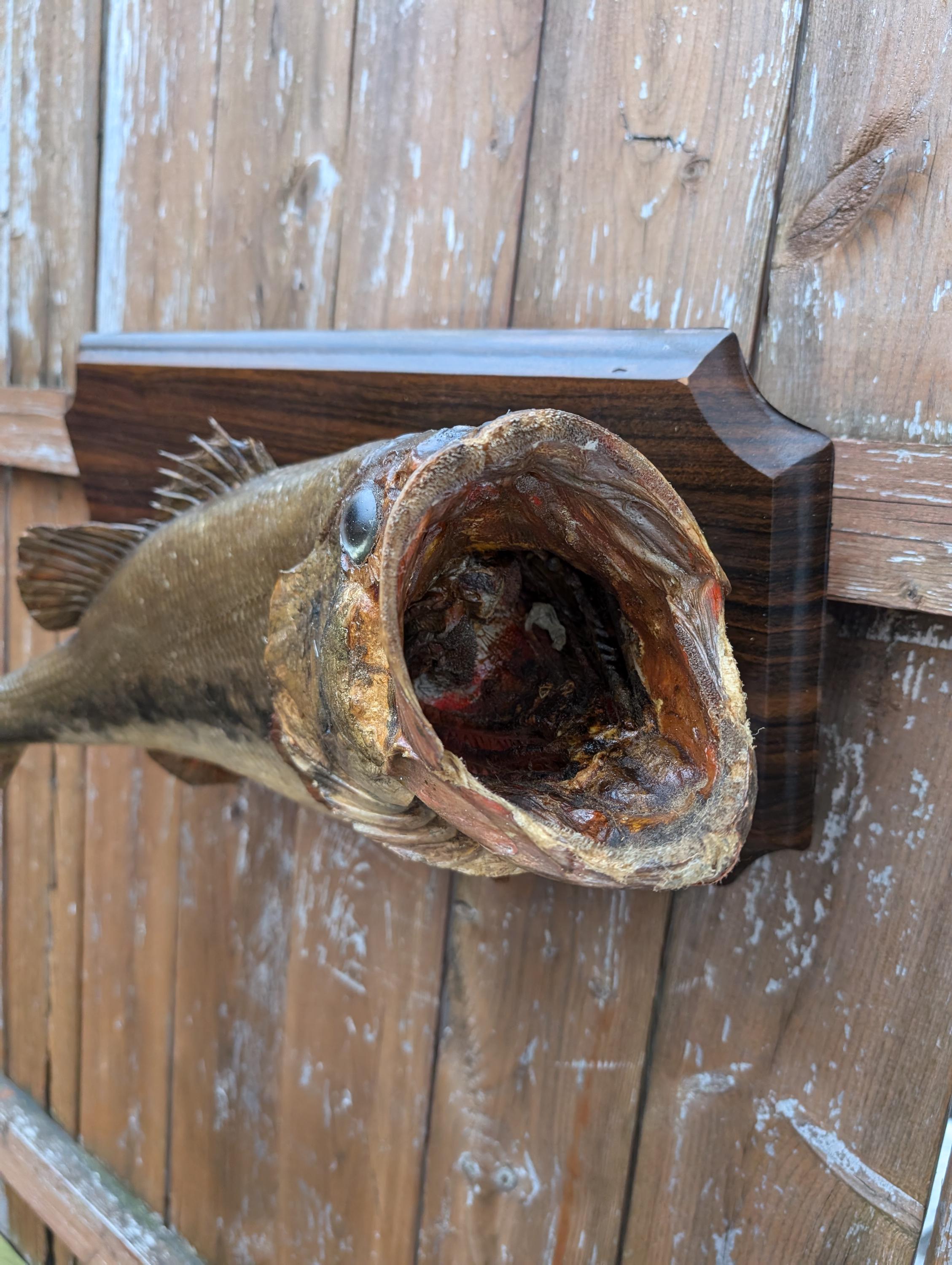Vintage 1960s Taxidermy Large Mouth Bass Real Skin Mount on a Wood ...