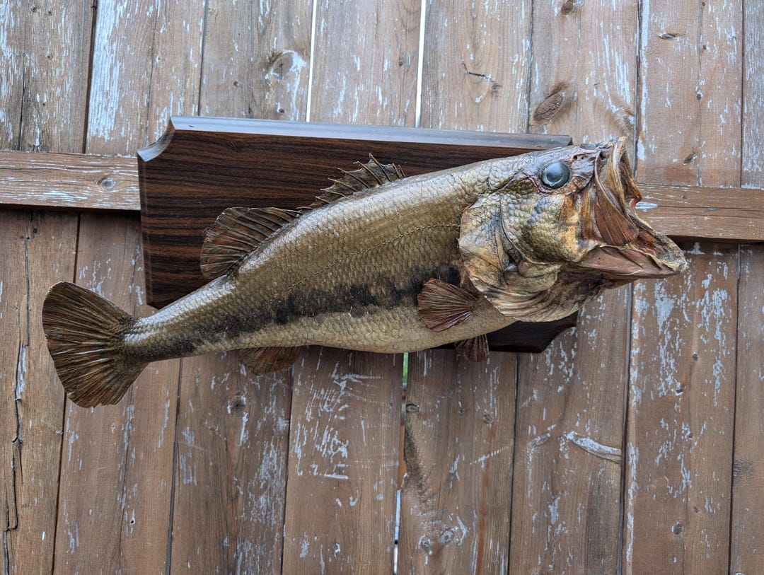 Vintage 1960s Taxidermy Large Mouth Bass Real Skin Mount on a Wood ...