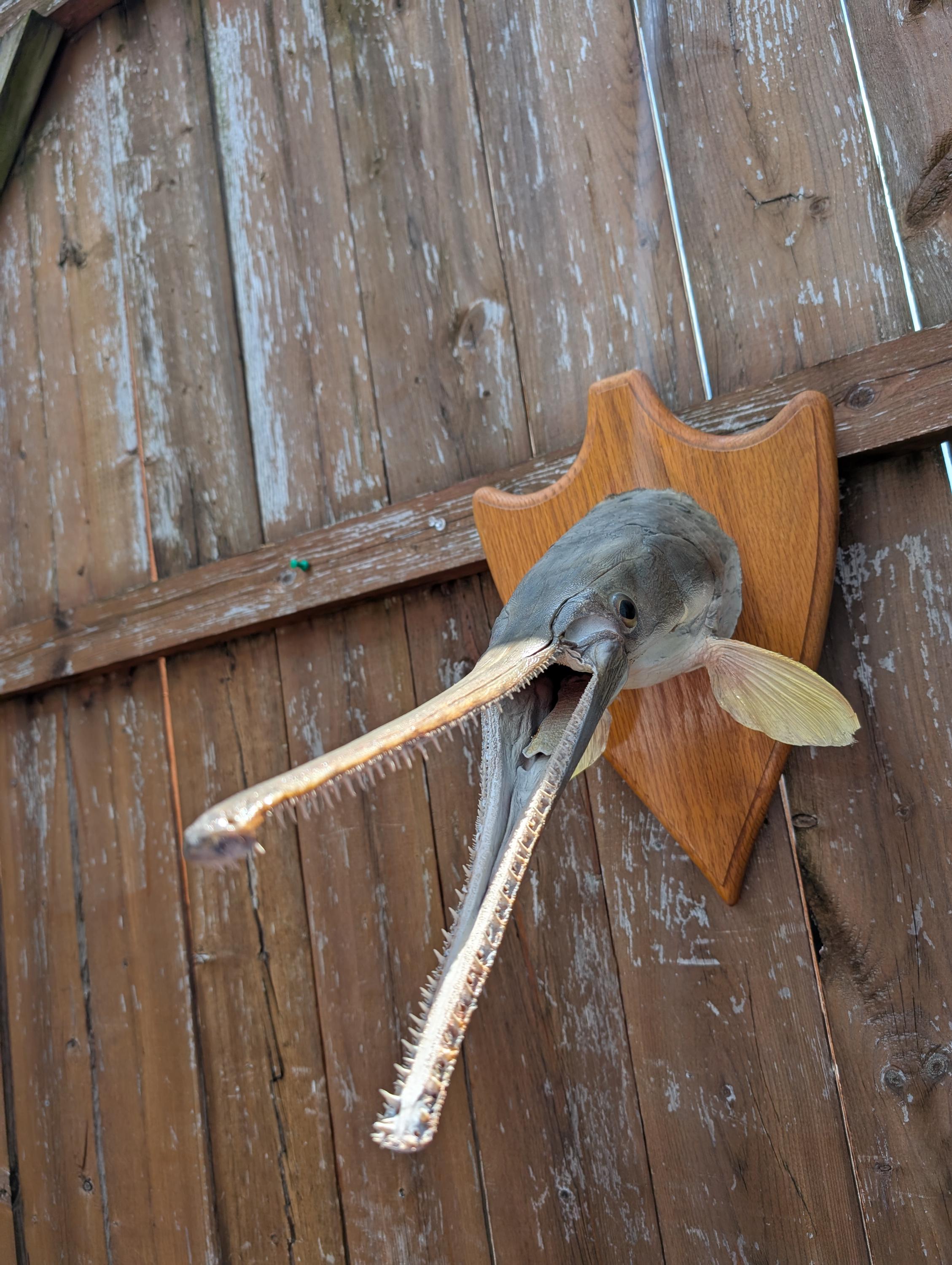 Vintage Taxidermy Alligator Gar Fish Head Real Skin Mount on a Wood ...