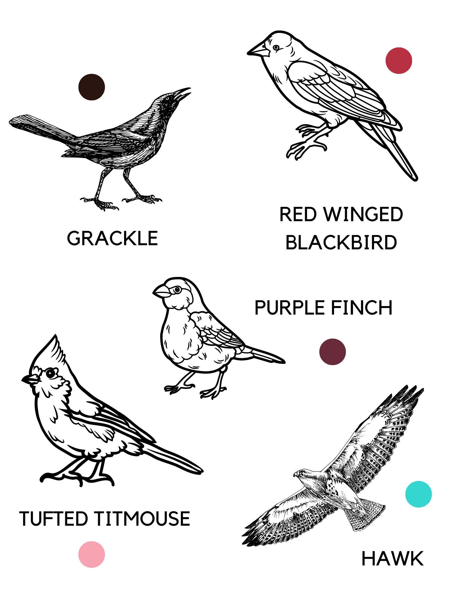 Birds Out Our Window Kids Activity | Bird Feeder Watching Coloring ...