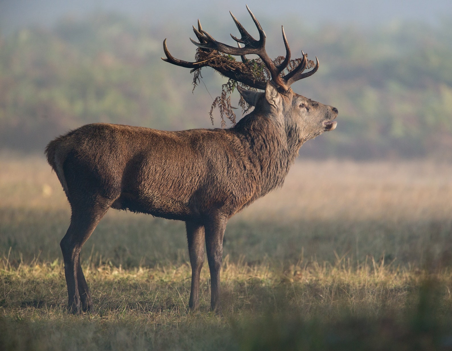 Theme Party Props, Sublimation Designs, Swifty, - Etsy