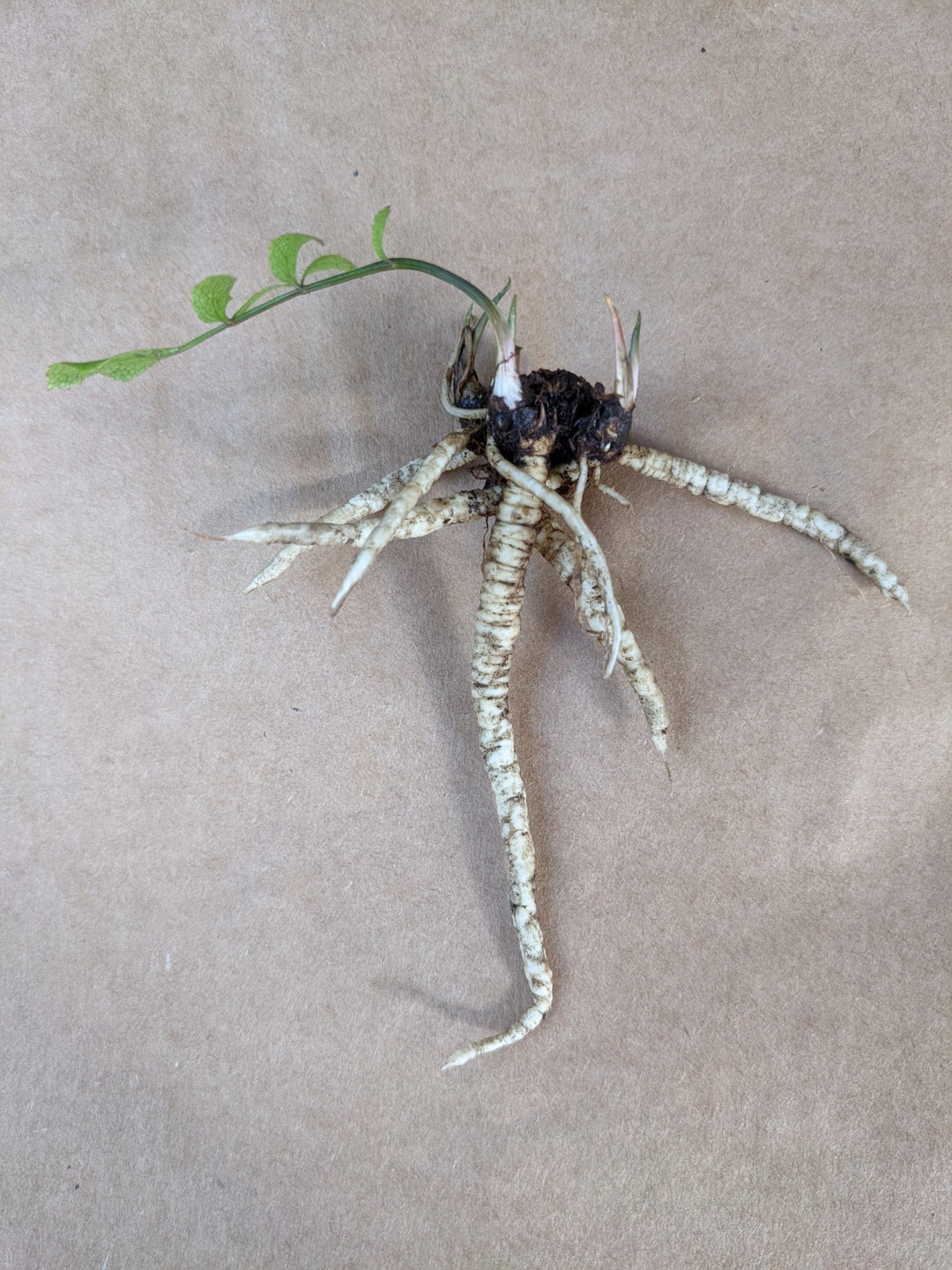 RARE Skirret Plant 3 Inches Sium Sisarum Medieval Polish Root Vegetable ...