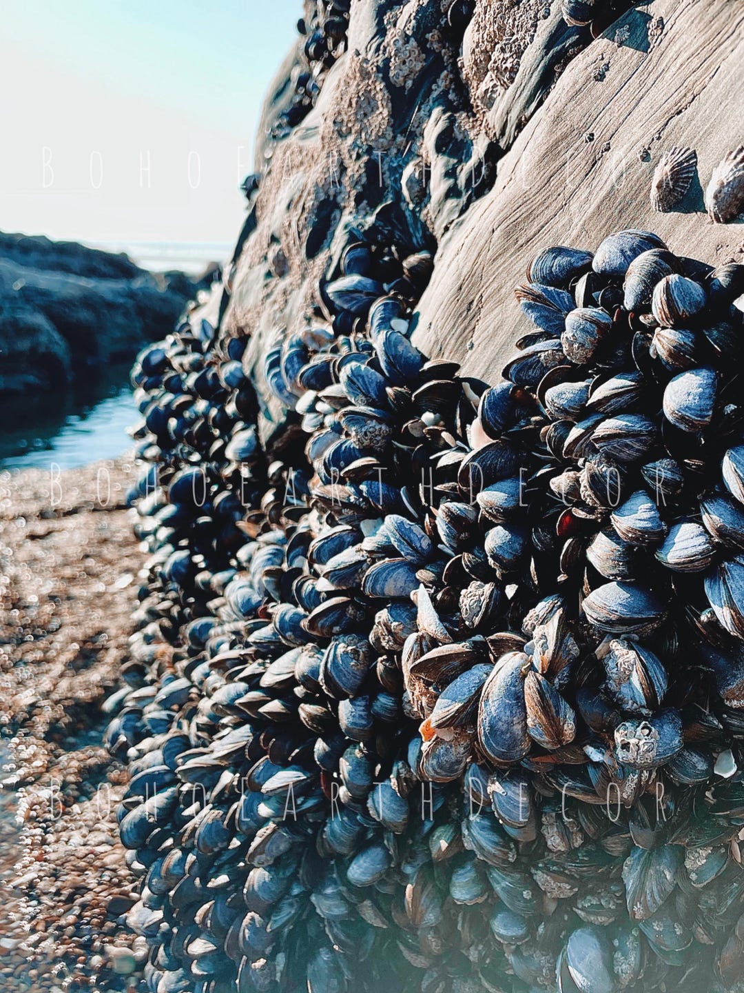 Printable Blue Mussel Shell Photography Print Poster Coastal Beach ...