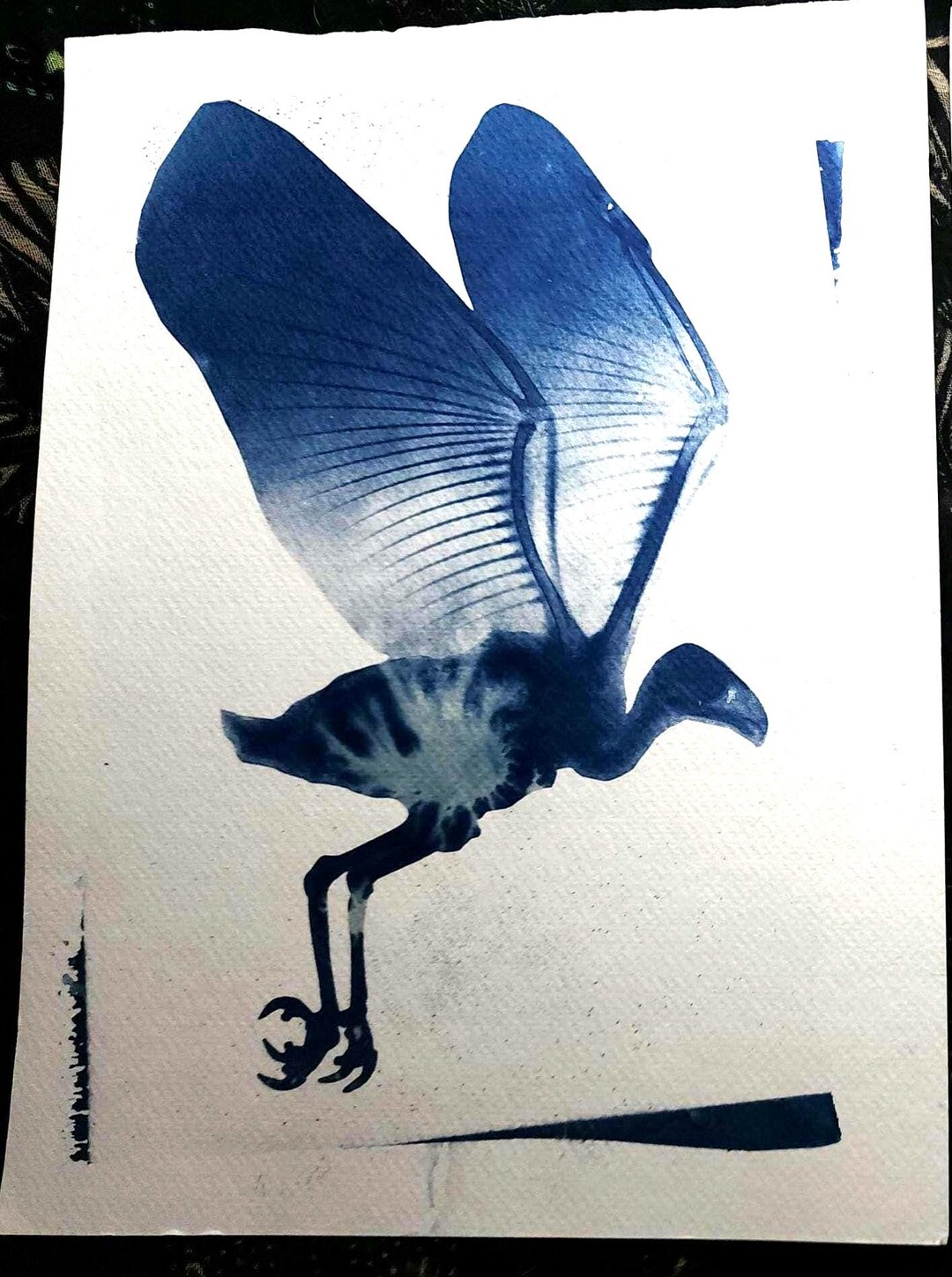 Bird X-ray Cyanotype Solar Prints. 9x12. Multiple Available. - Etsy