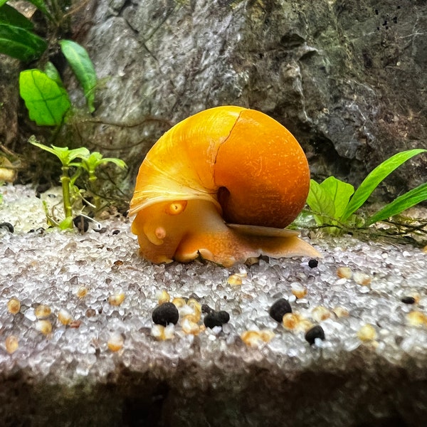 Freshwater Aquarium - Etsy