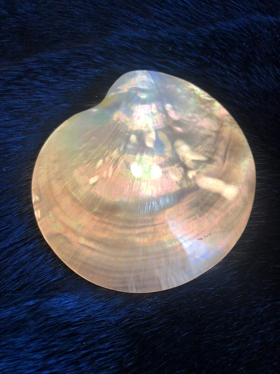Mother of Pearl Clam Shell Brooch - Etsy