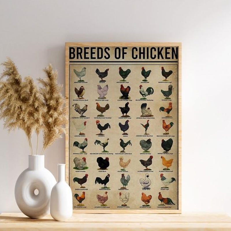 Chicken Breeds Poster - Etsy