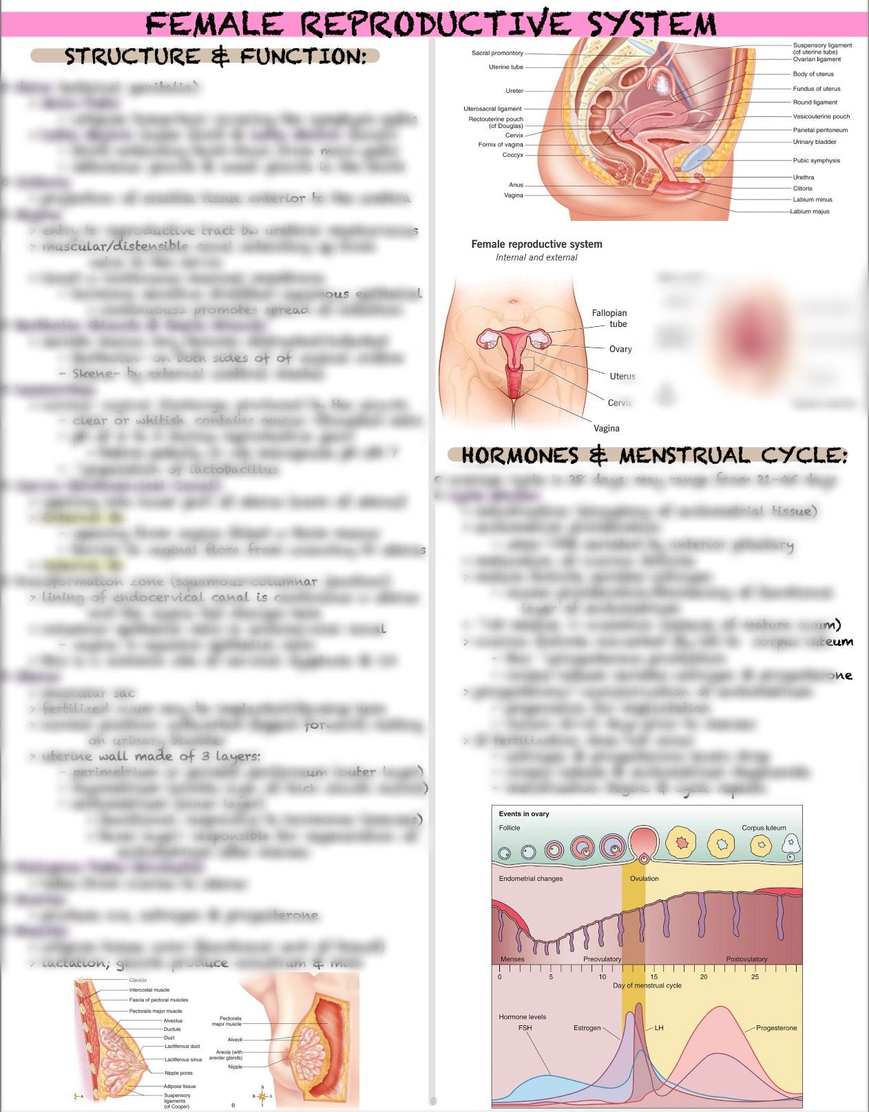 Reproductive System Pathophysiology RN & NP - Etsy