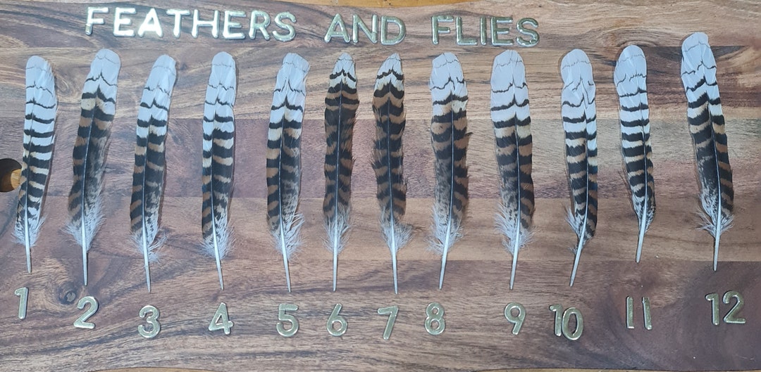 KOOKABURRA Tail Feathers - Etsy