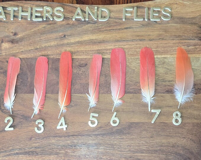 Scarlet Ibis Feathers - Etsy