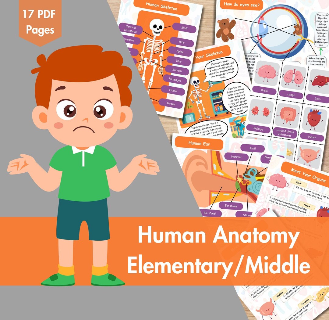 Human Anatomy Activity Kit: STEM Biology Printable (PDF) - Etsy
