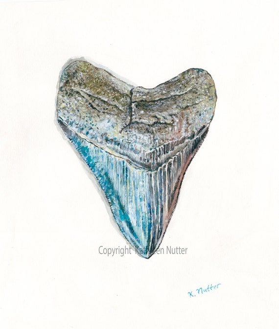 Megalodon Tooth Signed Archival Print of Original Watercolor | Etsy