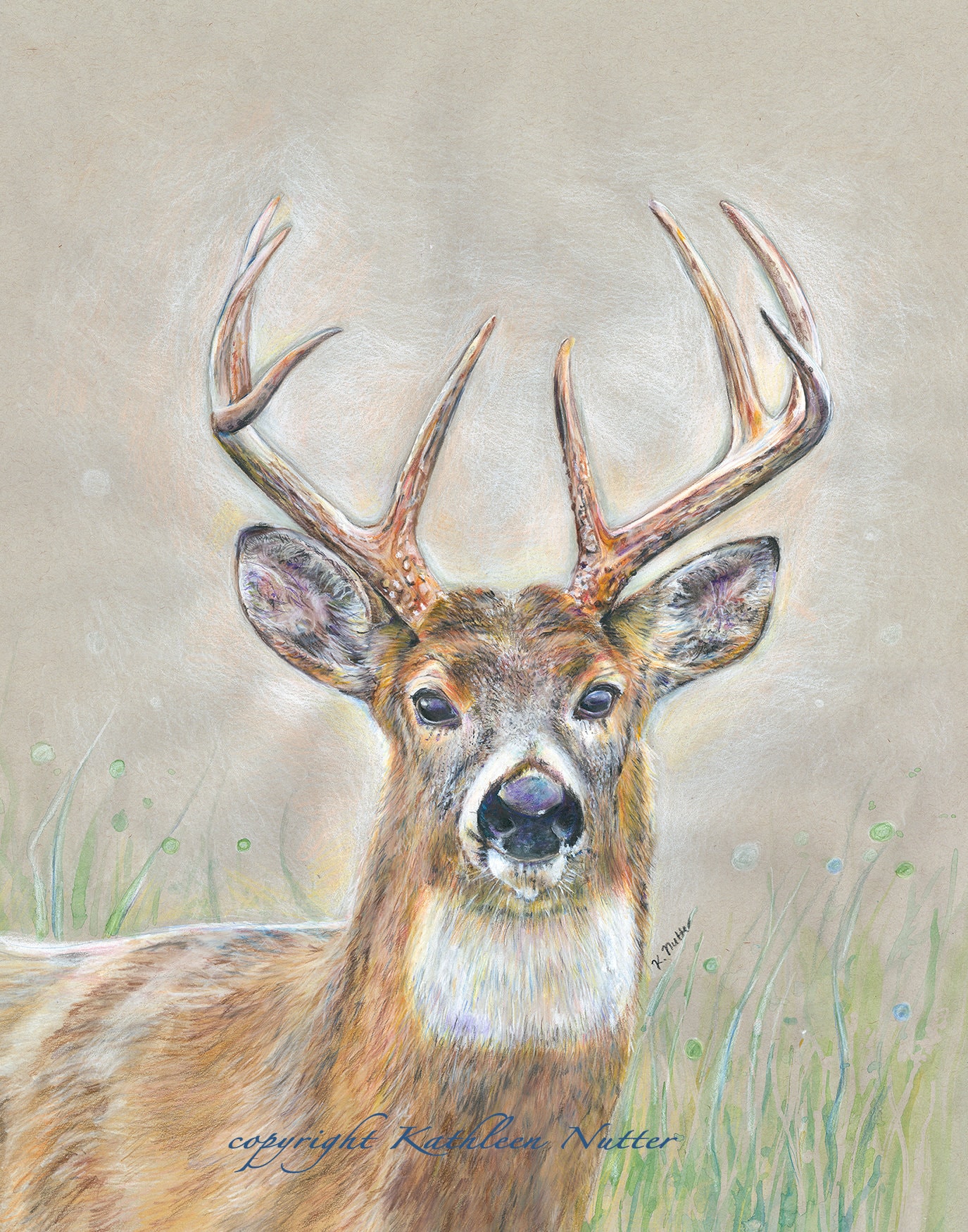 Whitetail Deer Sketches