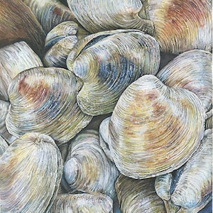 Clam Shells, Coastal Art From an Original Watercolor Painting ...