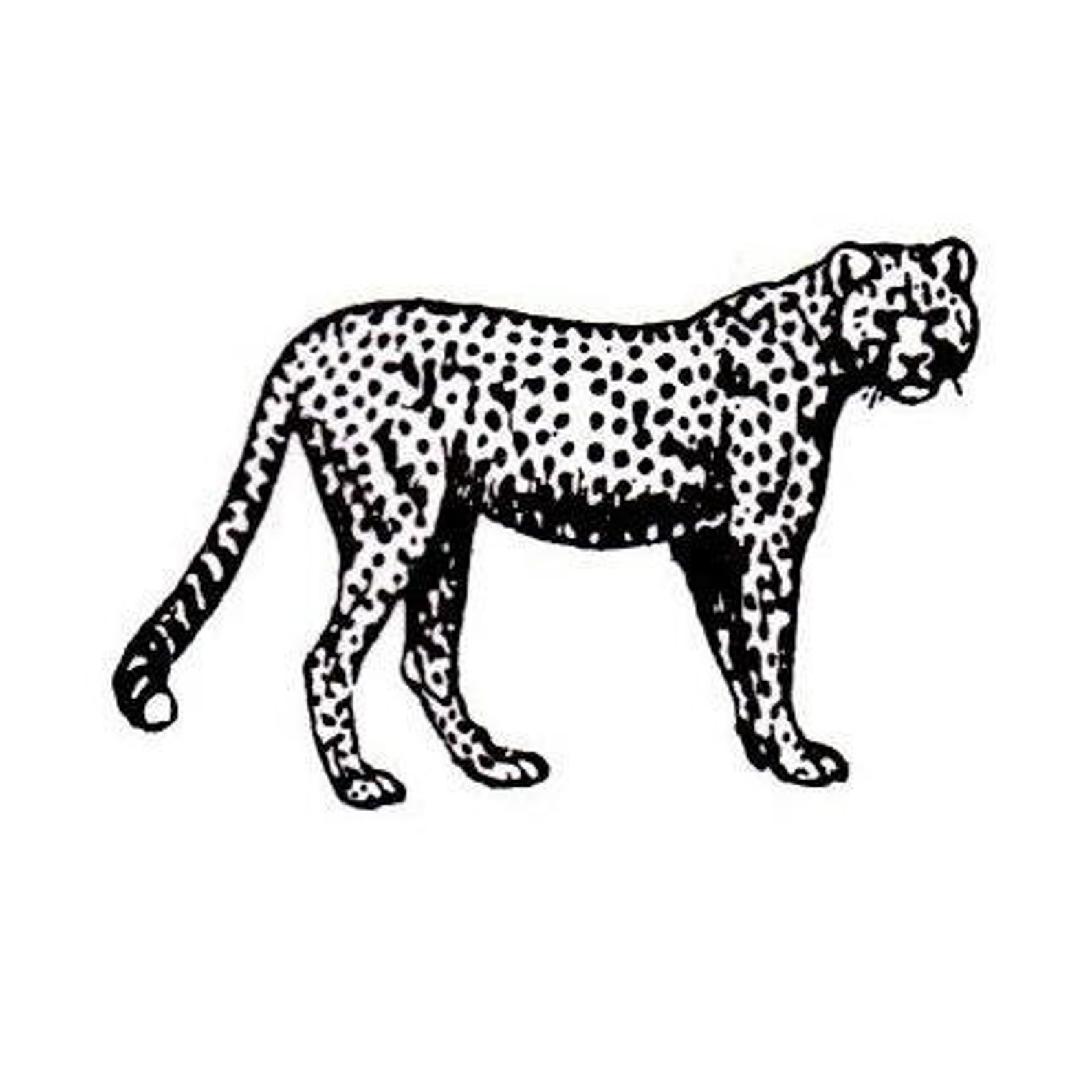 CHEETAH Unmounted Rubber Stamp - Wild African Animal, Big Cat, Africa ...