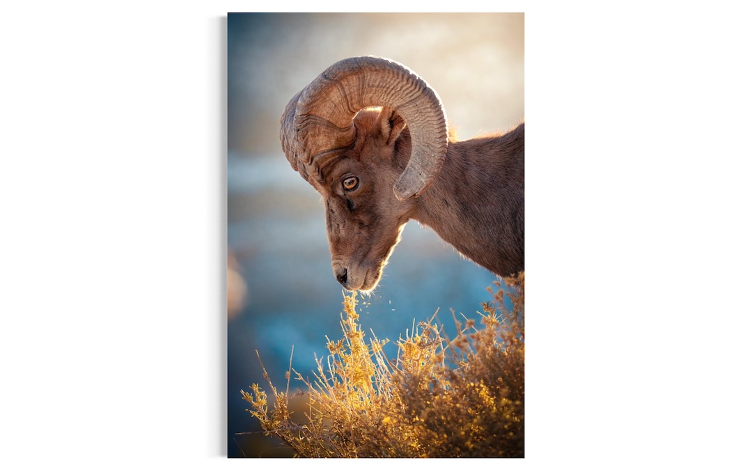 Bighorn Sheep Ram | Colorado Wildlife Art Print | Rocky Mountains ...