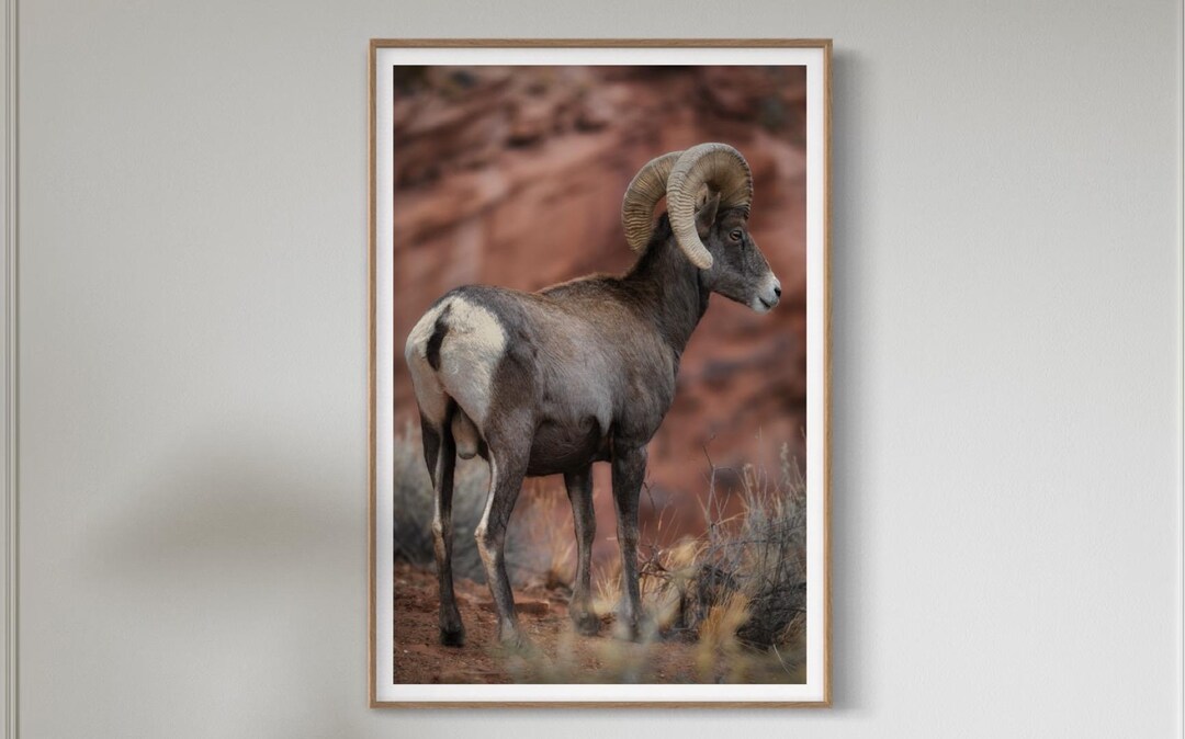 Bighorn Sheep Ram Photo - Wildlife Picture - Colorado Ram - Nature ...