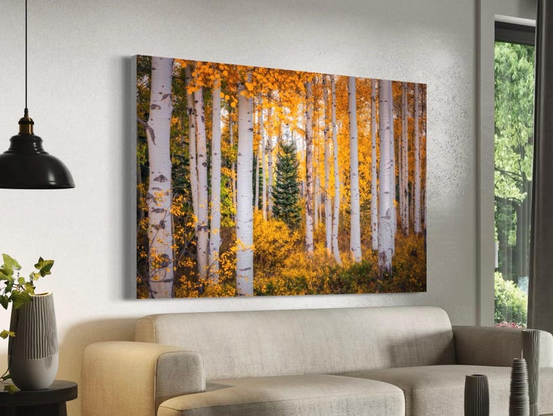 Colorado Aspen Forest Print, Crested Butte Golden Aspen Trees Fall ...