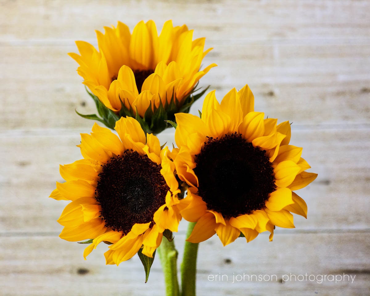 Yellow Sunflower Fine Art Print, Rustic Flower Farmhouse Decor, Canvas ...