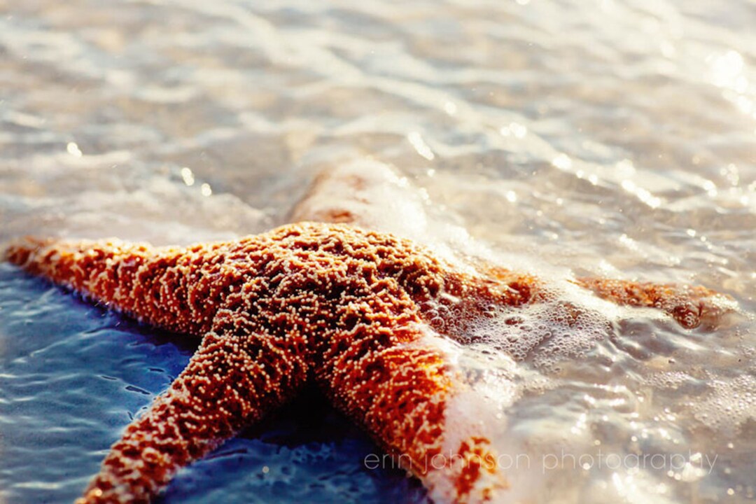 Starfish Beach Cottage Bathroom Art Print, Nautical Coastal Nature Wall ...