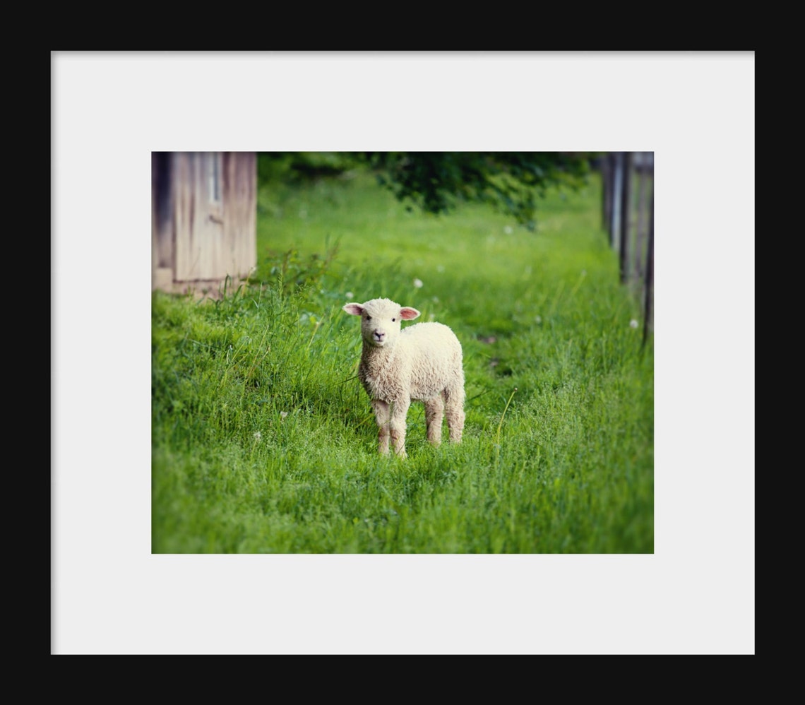 Rustic Lamb Photography Farmhouse Decor Baby Farm Animal - Etsy