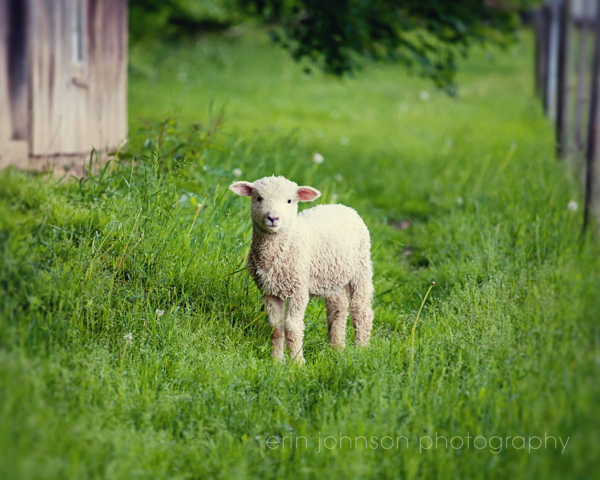 Rustic Lamb Photography Farmhouse Decor, Baby Farm Animal Nursery Wall ...
