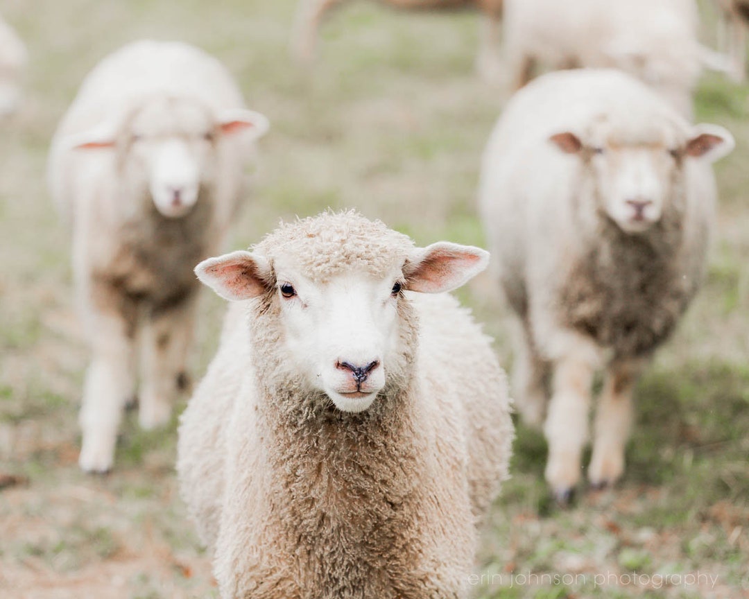 Rustic Farmhouse Photography Prints, Sheep Portrait Photo, Animal Wall ...