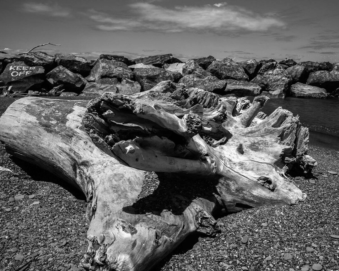 Black and White Driftwood Lake Erie Landscape Photography Art - Etsy