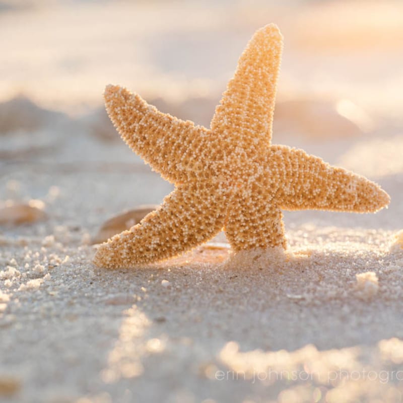 Starfish Home Decor - Etsy