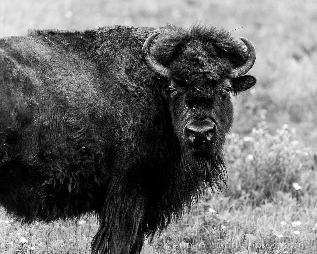 Black and White Bison Photography Print, Custer State Park, South ...