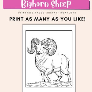 Bighorn Sheep Coloring Pages for Kids: Mountain Wildlife Animal ...