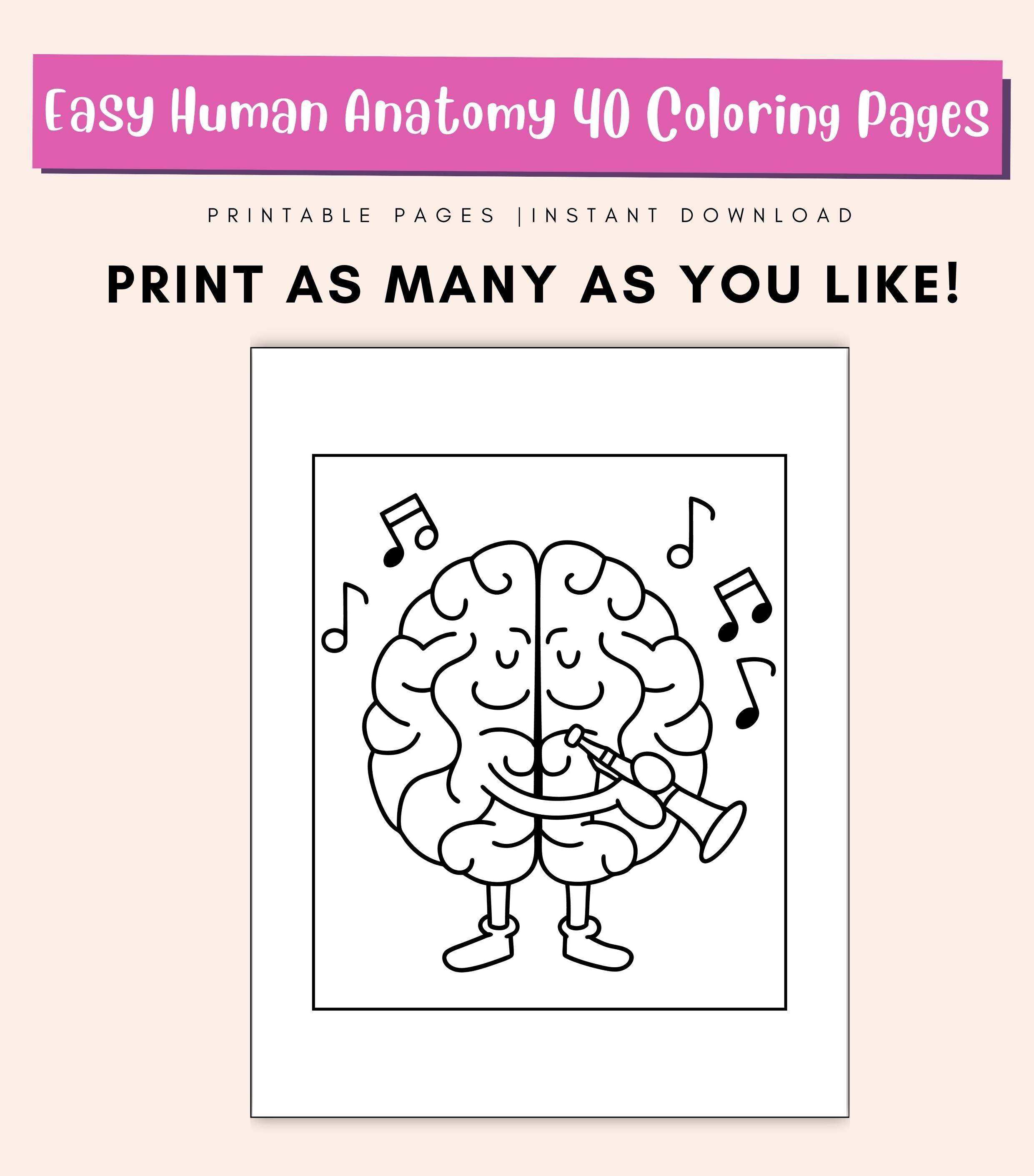 Human Anatomy Coloring Pages for Kids: Educational Science Learning ...