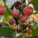 Gin Berry - Glycosmis Pentaphylla - Orange Berry - Large Live Plant ...