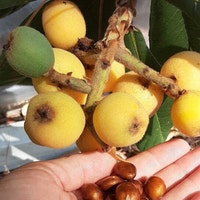 6 Loquat Cuttings, Rare Hybrid (white Flesh), Big Jim, & Champagne ...
