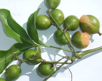 mamoncillo tree grafted