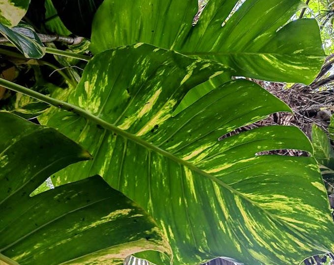 Well-rooted Giant Pothos Golden Hawaiian - Thick Stem! - Epipremnum ...