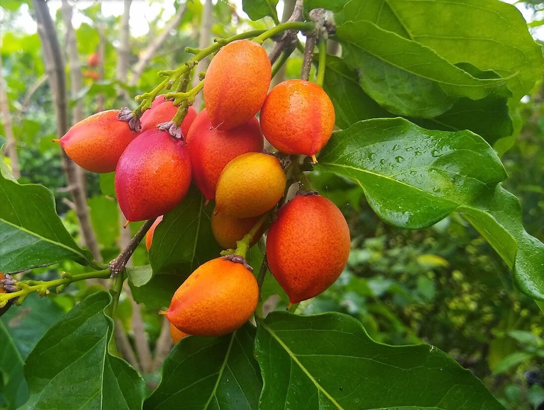 Tropical Fruit Tree Scions/cuttings to Order - Huge Selection! - Etsy