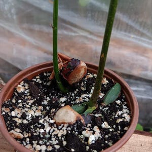 Chempedak (artocarpus Integer) Live Plant! - Etsy