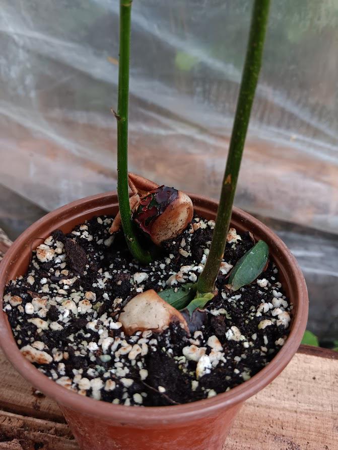 Chempedak (artocarpus Integer) Live Plant! - Etsy