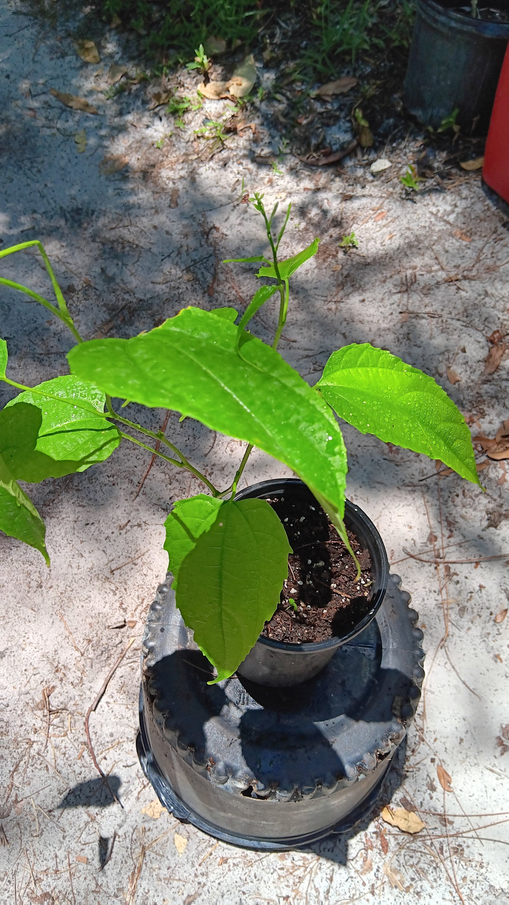 Inca Nut, Sacha Inchi (plukenetia Volubilis) Live Plant! - Etsy