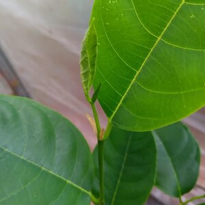 Chempedak artocarpus Integer Live Plant - Etsy