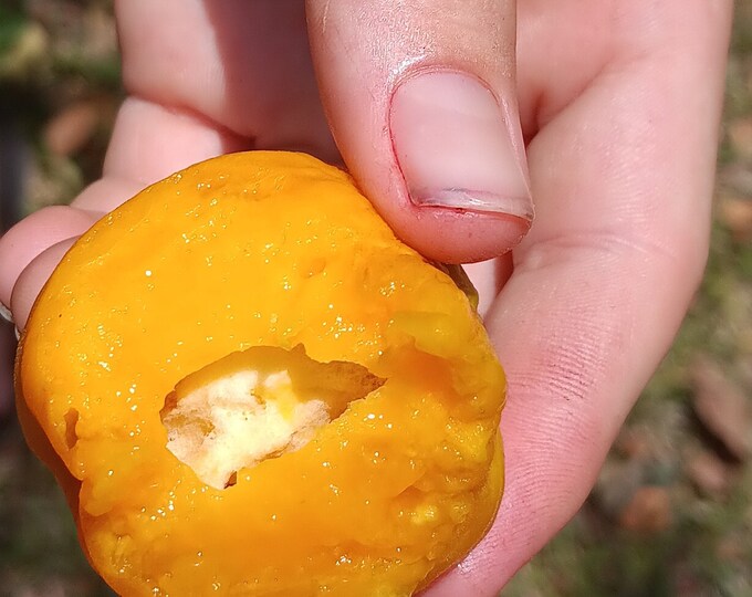 Sweet Uvaia, Uvalha - Eugenia Pyroformis - Rare Brizilian Fruit - Etsy