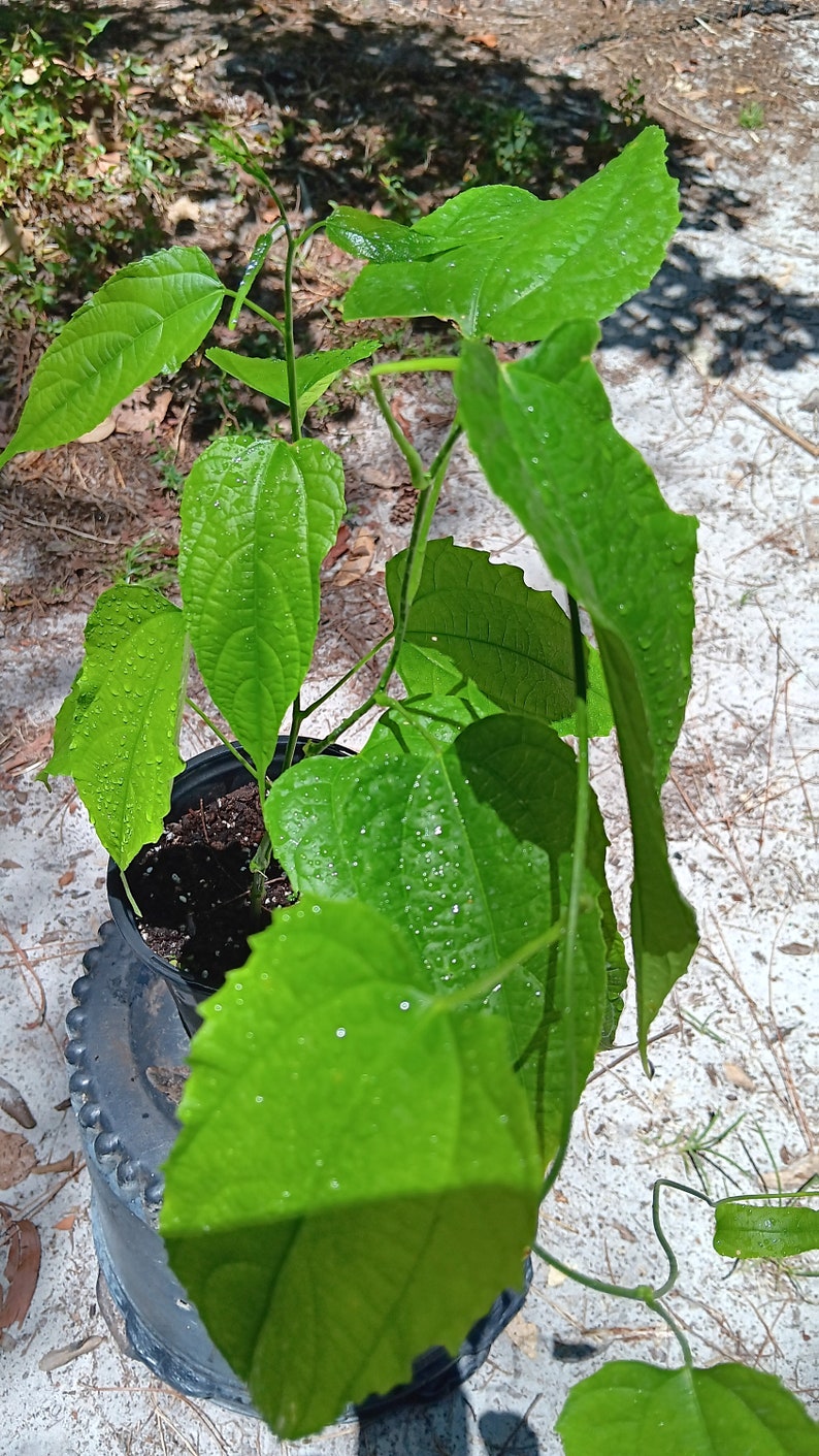 Inca Nut, Sacha Inchi (plukenetia Volubilis) Live Plant! - Etsy