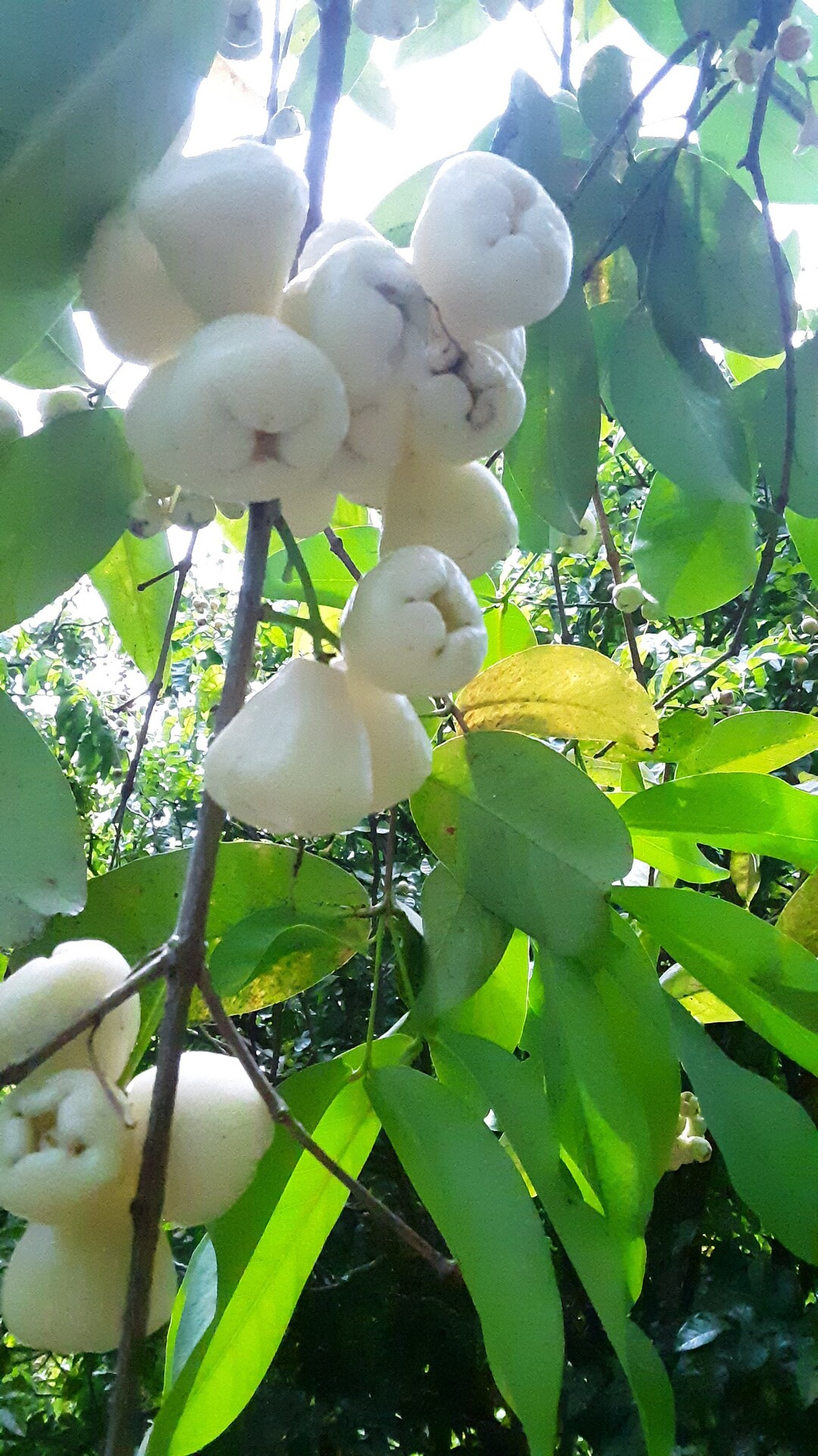 Kong White Wax Jambu - Syzygium Samarangense - Java Apple - Wax Apple ...